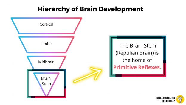 Building a Strong Foundation: Understanding Brain Development and Reflex Patterns - Reflex ...