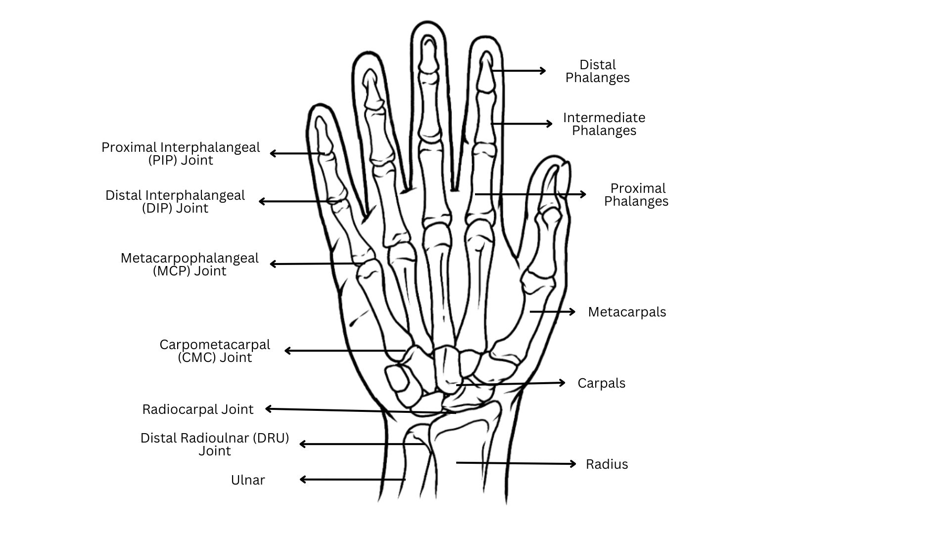 Understanding Hand Anatomy and Reflex Patterns for Better Pediatric ...